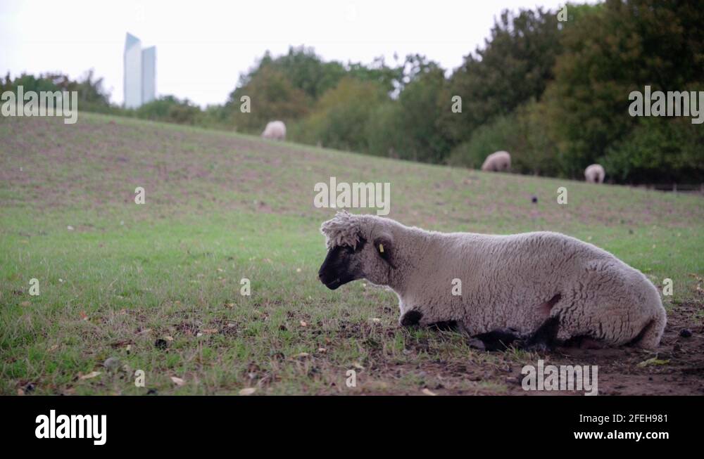 A sad and alone looking black headed sheep is lying and ruminating on ...
