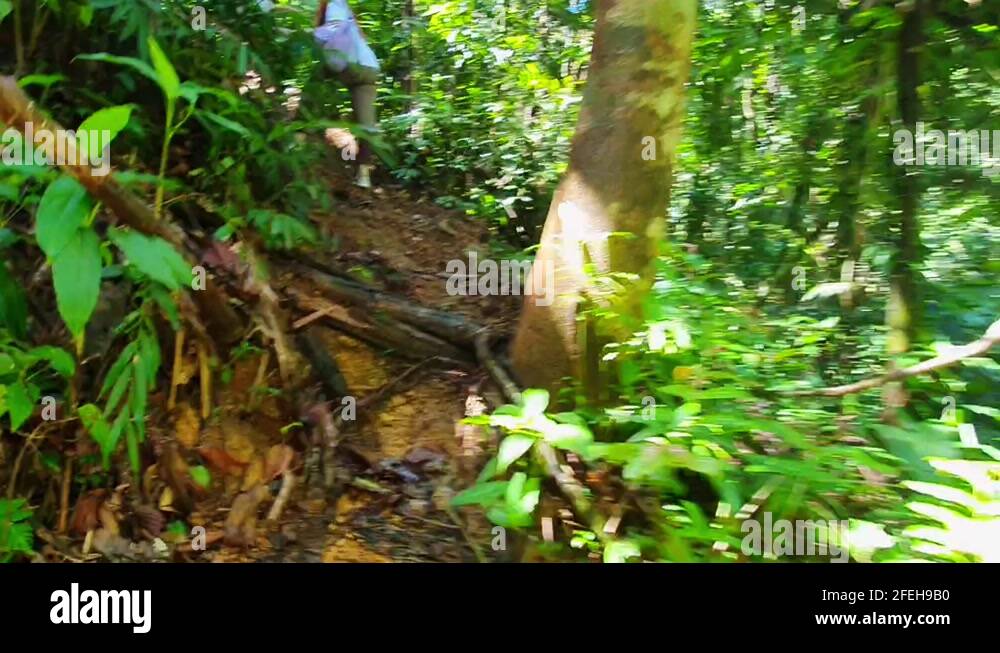 POV View: Group of People Exploring the Jungle, Walking up the Hill on ...