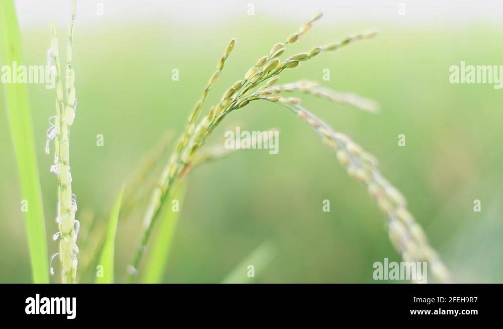 Ear of paddy rice seed food plant asia Stock Videos & Footage - HD and ...