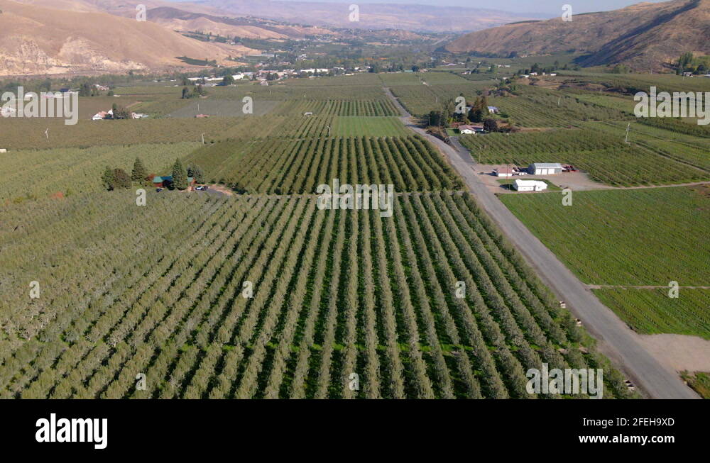 Rows of fruit trees in Wenatchee, USA - Apple Capital of the World ...