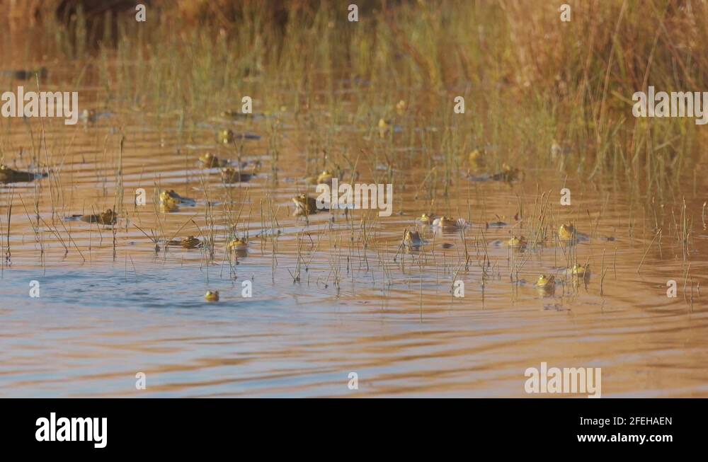 Day out swimming in the water Stock Videos & Footage - HD and 4K Video ...