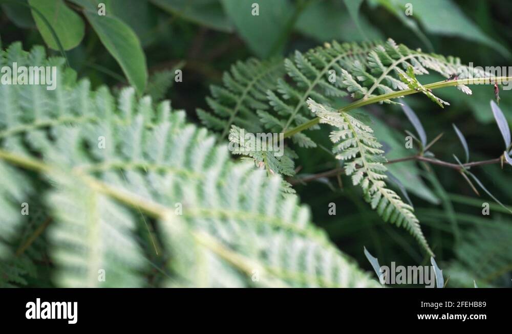 Mamaku tree ferns Stock Videos & Footage - HD and 4K Video Clips - Alamy