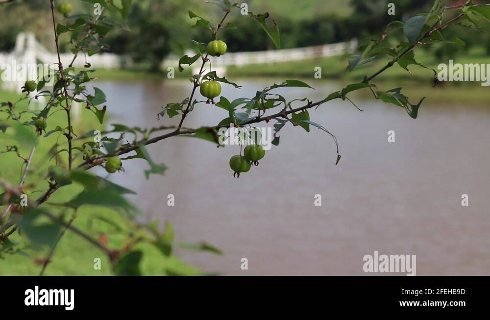 Shaking fruit Stock Videos & Footage - HD and 4K Video Clips - Alamy