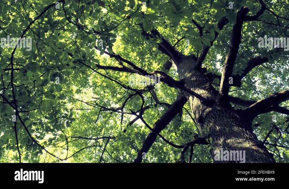 Verdant tree canopy Stock Videos & Footage - HD and 4K Video Clips - Alamy
