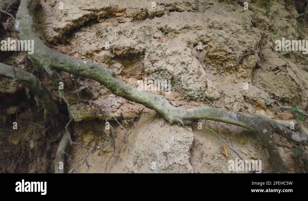 Ground ivy root Stock Videos & Footage - HD and 4K Video Clips - Alamy