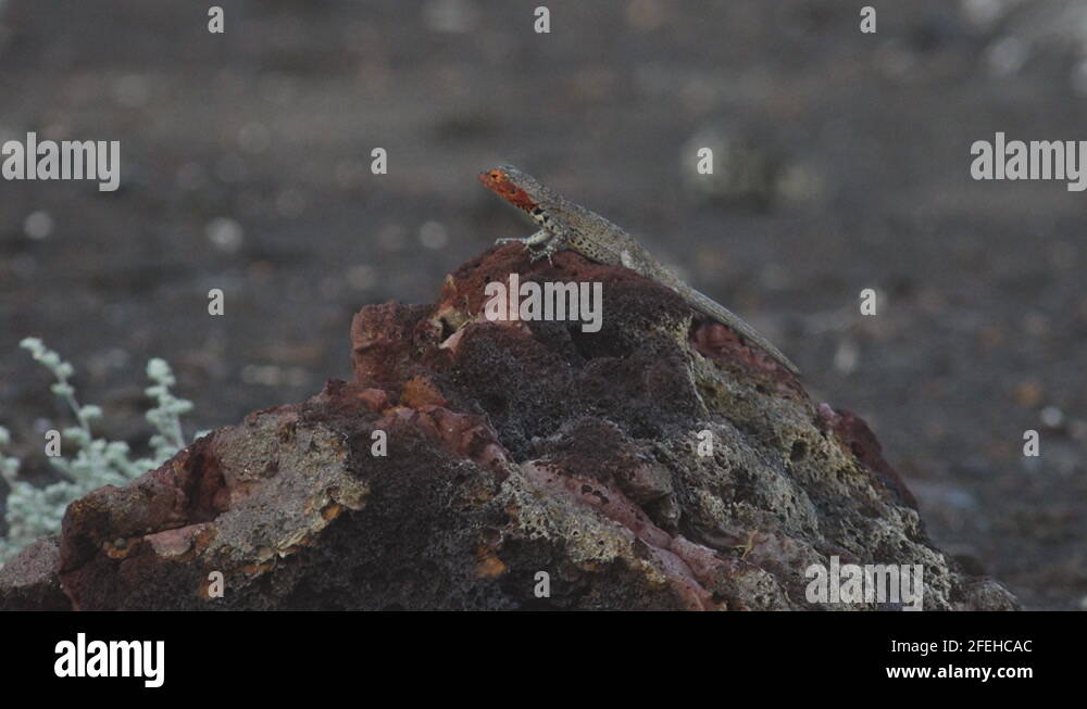 Lava lizard Stock Videos & Footage - HD and 4K Video Clips - Alamy