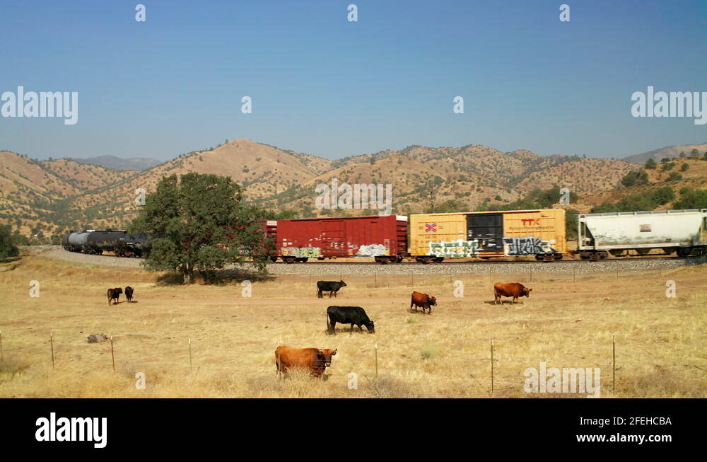 Train car cattle Stock Videos & Footage - HD and 4K Video Clips - Alamy