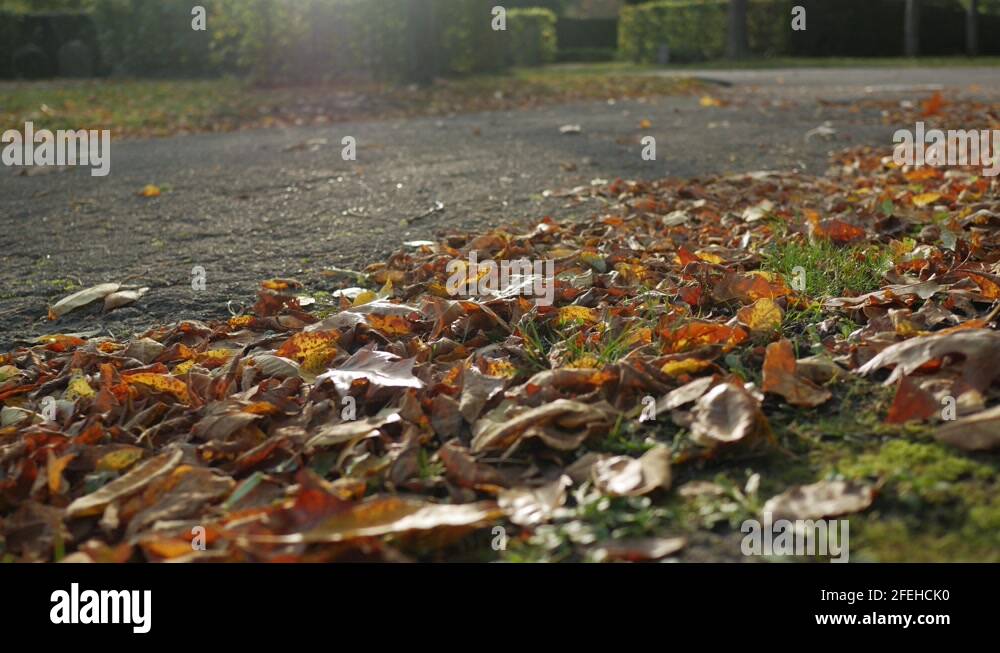Leaves grounded Stock Videos & Footage - HD and 4K Video Clips - Alamy