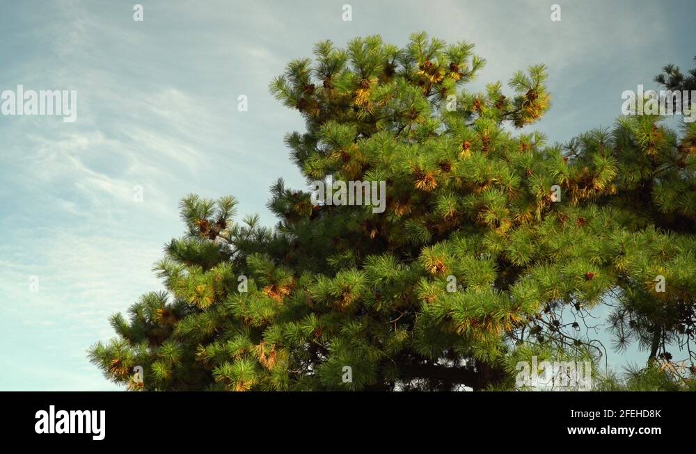 Autumn Colors Of Korean Pine Tree In The Garden Of Seoul Grand Park In ...