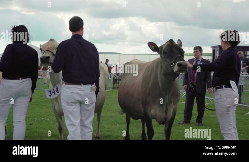 Cattle ring Stock Videos & Footage - HD and 4K Video Clips - Alamy