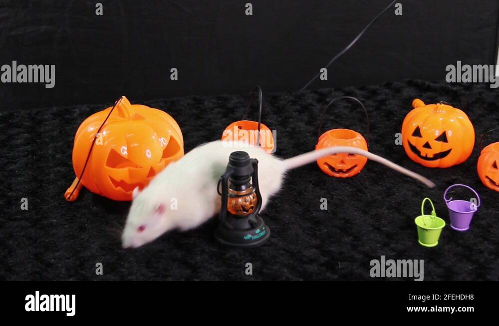 Red rats tail Stock Videos & Footage - HD and 4K Video Clips - Alamy