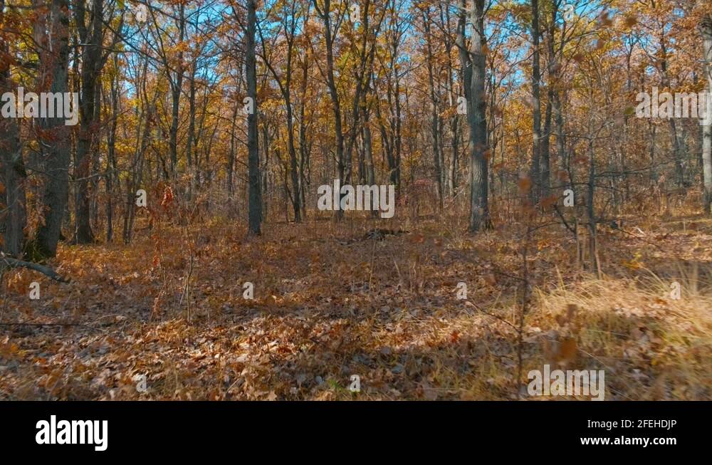 Tree branch loops Stock Videos & Footage - HD and 4K Video Clips - Alamy