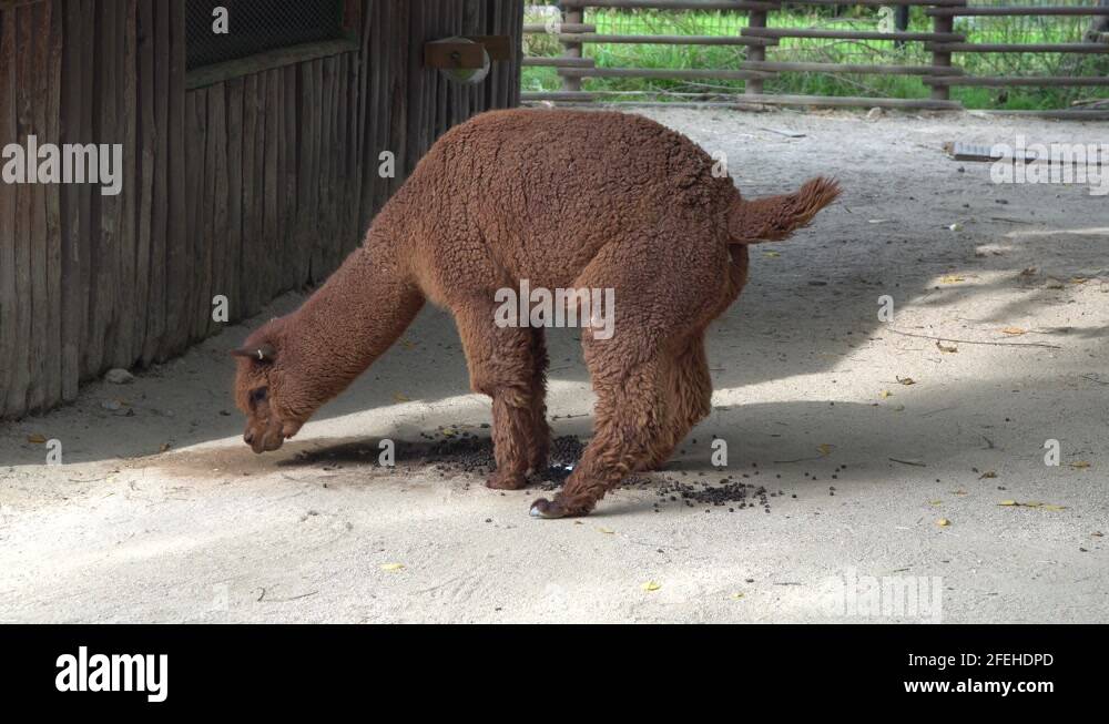 An Alpaca Pooping On The Ground At The Zoo In Seoul Grand Park, Seoul ...