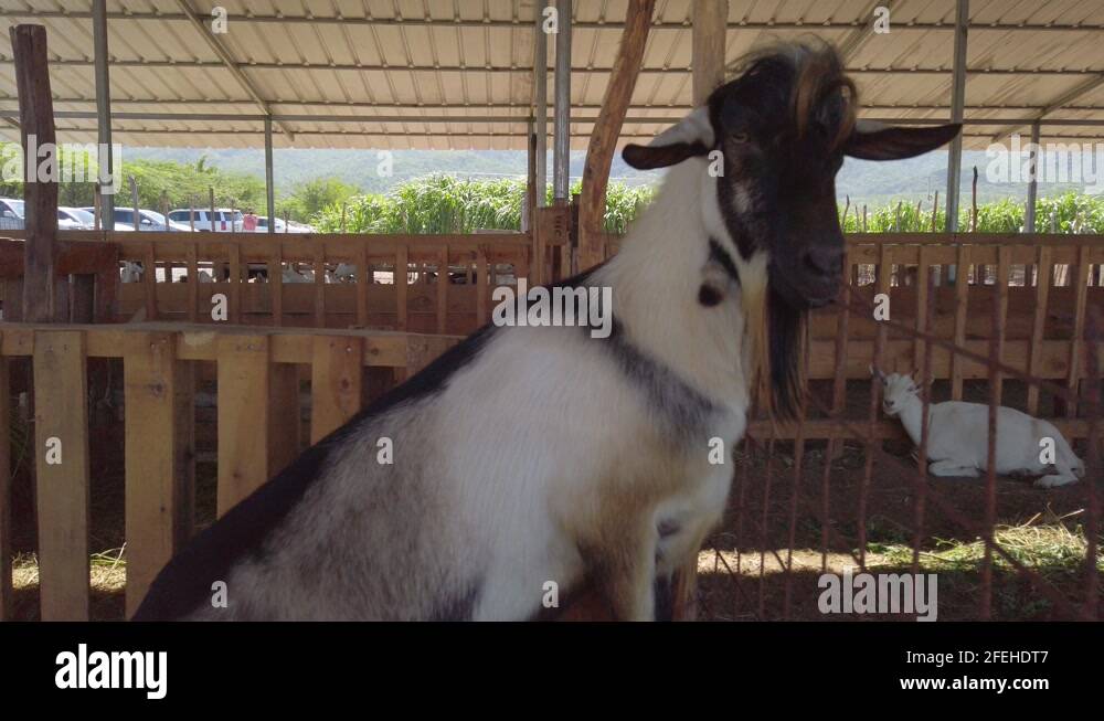 Portrait goat farm Stock Videos & Footage - HD and 4K Video Clips - Alamy