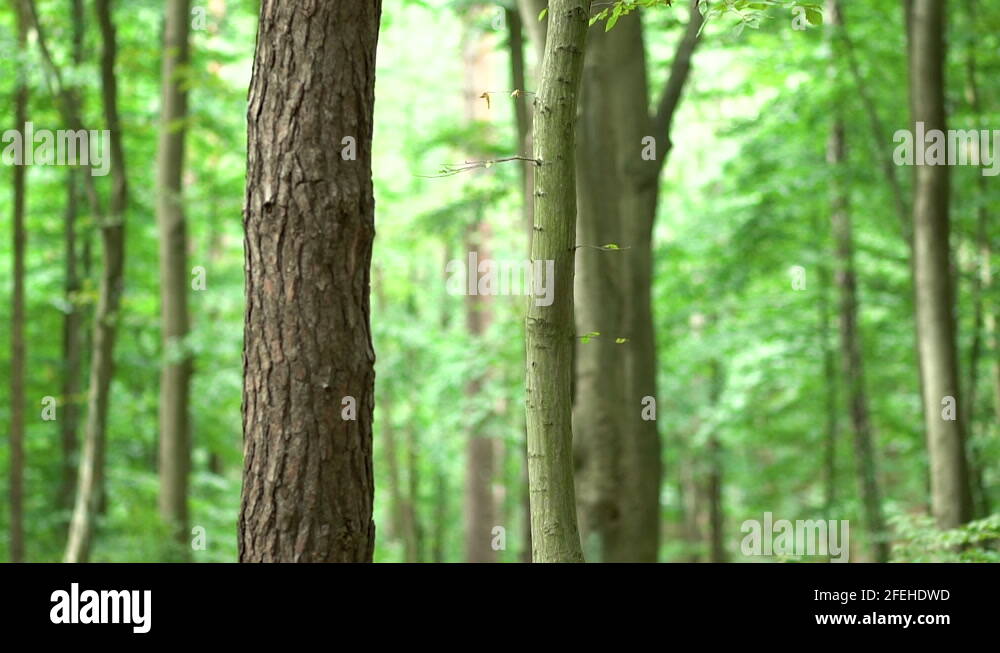 Leaf nobody rough texture Stock Videos & Footage - HD and 4K Video ...