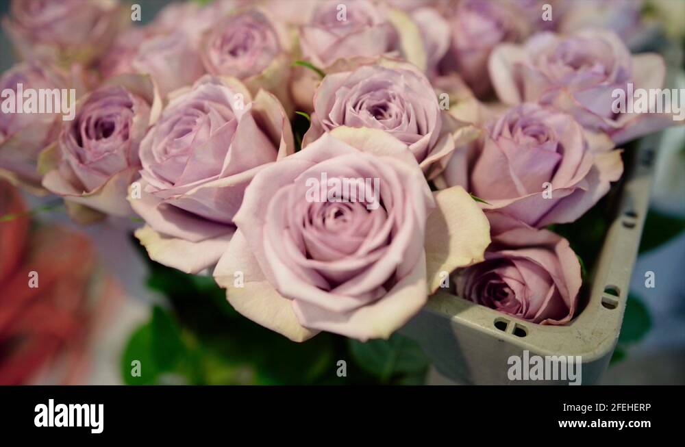Mauve flowers Stock Videos & Footage - HD and 4K Video Clips - Alamy
