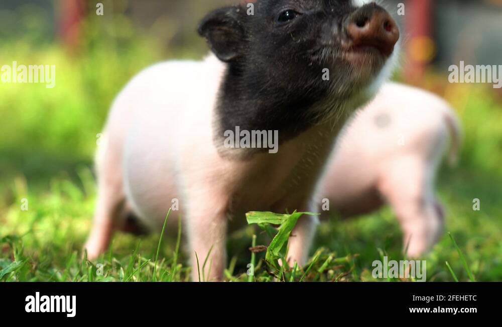 Fat baby animals Stock Videos & Footage - HD and 4K Video Clips - Alamy