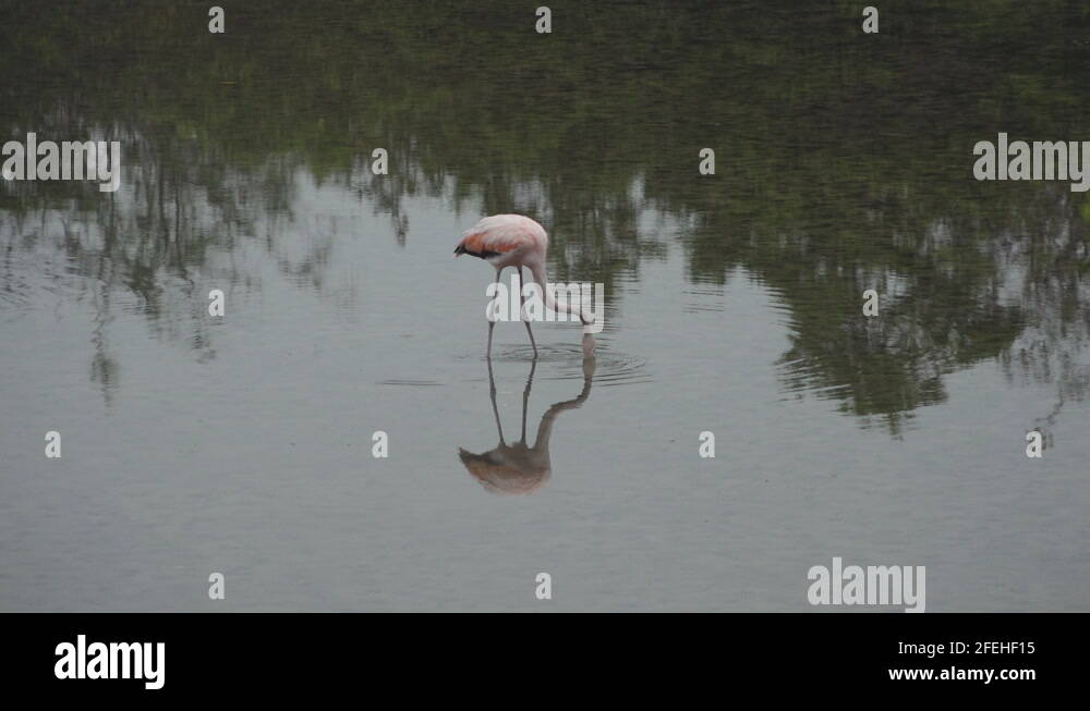 Brine shrimp flamingo Stock Videos & Footage - HD and 4K Video Clips ...