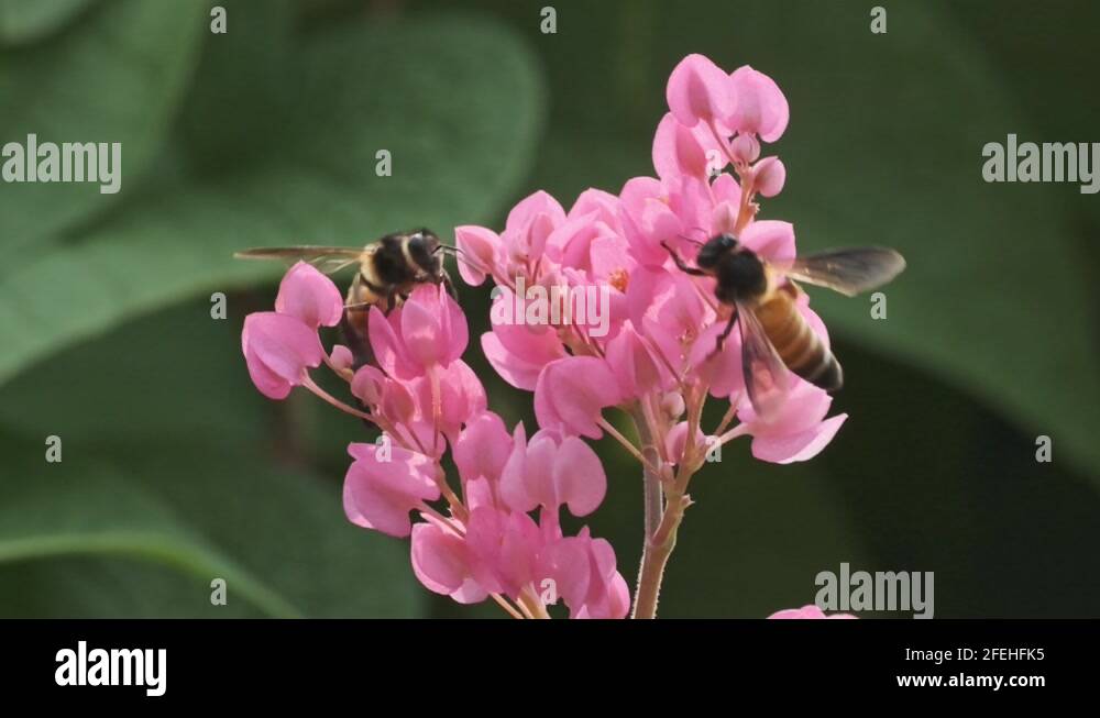 Indian honey bees Stock Videos & Footage - HD and 4K Video Clips - Alamy