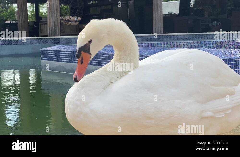 White swan animal Stock Videos & Footage - HD and 4K Video Clips - Alamy