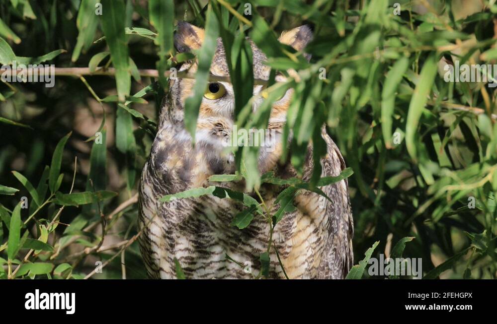 Owl hiding Stock Videos & Footage - HD and 4K Video Clips - Alamy
