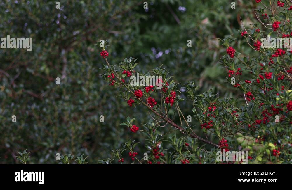 Cranberry tree Stock Videos & Footage - HD and 4K Video Clips - Alamy