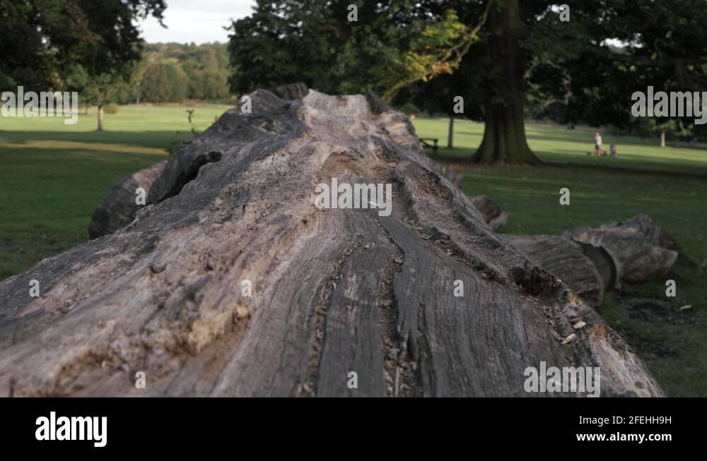 Fallen rotting old tree Stock Videos & Footage - HD and 4K Video Clips ...