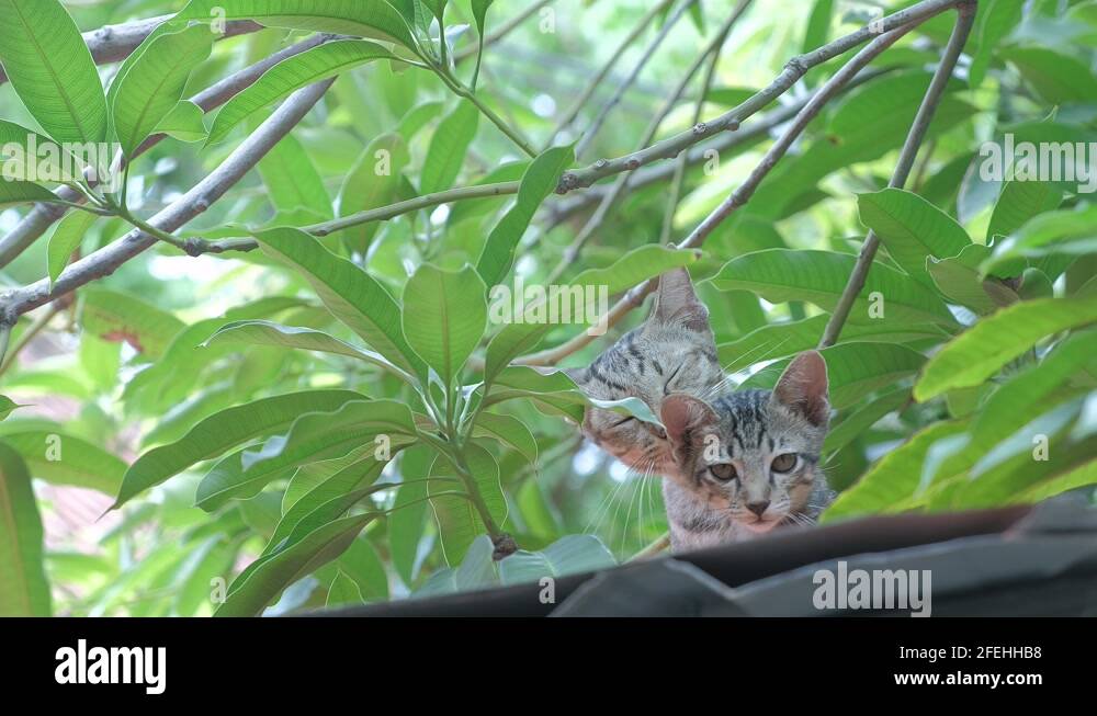 Kitty family Stock Videos & Footage - HD and 4K Video Clips - Alamy