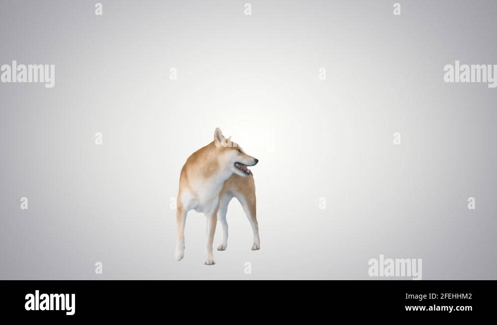Shiba inu back Stock Videos & Footage - HD and 4K Video Clips - Alamy