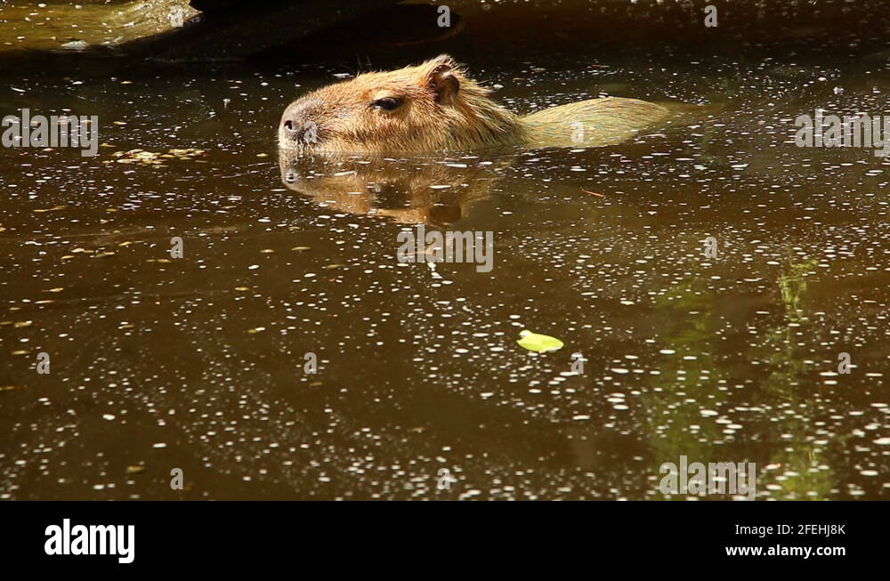 Capybara swimming Stock Videos & Footage - HD and 4K Video Clips - Alamy