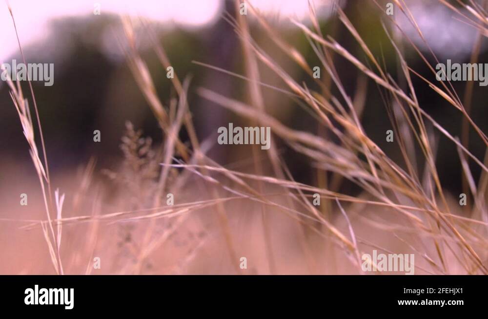 African bushveld grass landscape Stock Videos & Footage - HD and 4K ...