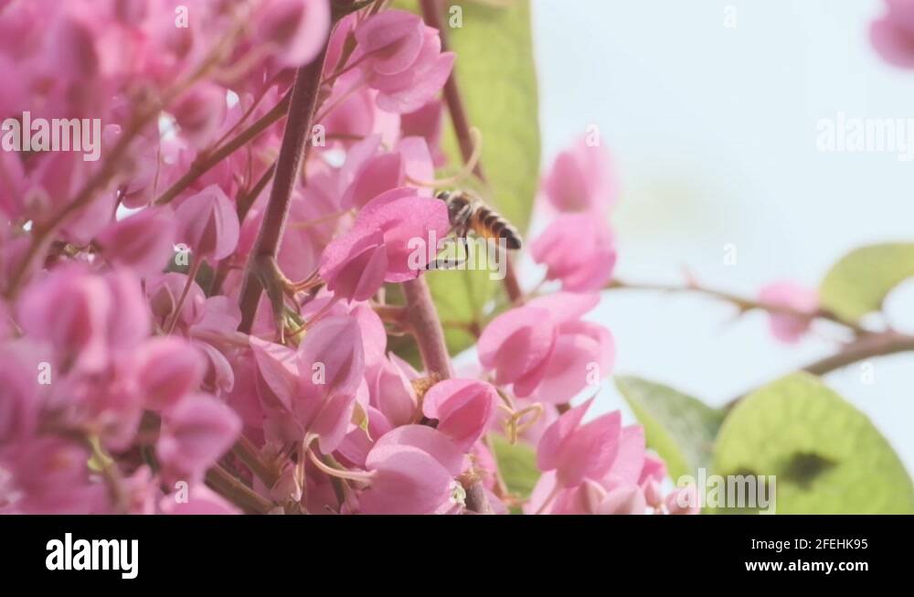 Indian honey bee Stock Videos & Footage - HD and 4K Video Clips - Alamy