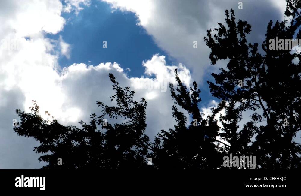 Branches of the maple tree Stock Videos & Footage - HD and 4K Video ...