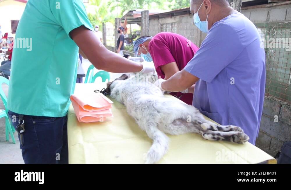 A group of veterinarian prepares a dog for castration procedure Stock ...