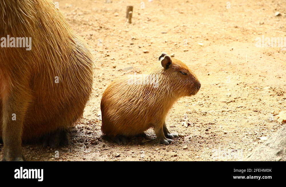 Little brown capybara Stock Videos & Footage - HD and 4K Video Clips ...