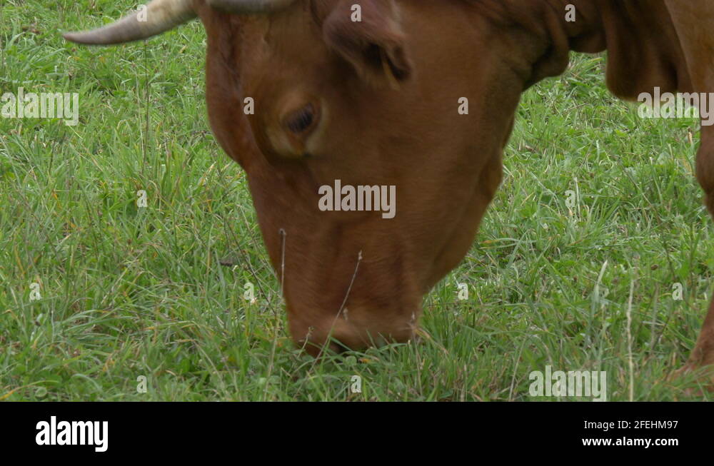 Ruminant grazing Stock Videos & Footage - HD and 4K Video Clips - Alamy