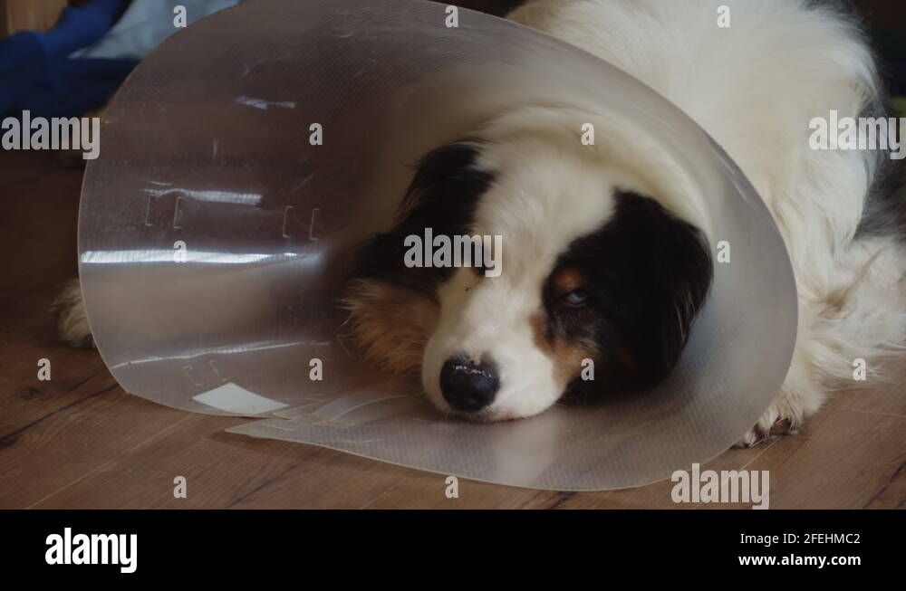 Dog cone sad Stock Videos & Footage - HD and 4K Video Clips - Alamy