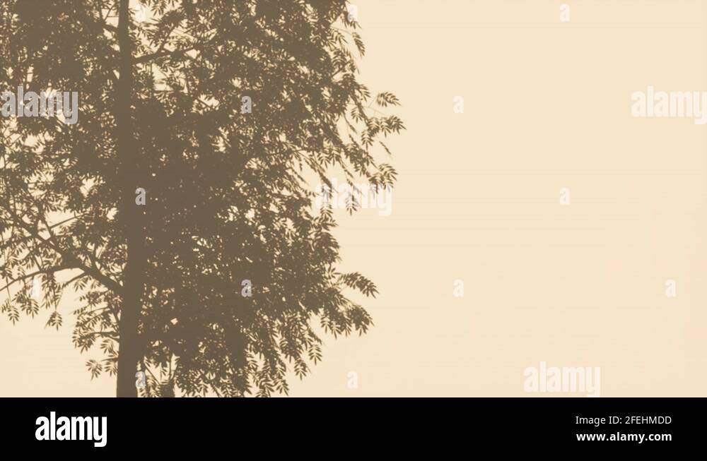 Ash tree silhouette Stock Videos & Footage - HD and 4K Video Clips - Alamy