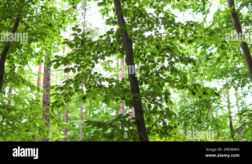 Tropical deciduous forest Stock Videos & Footage - HD and 4K Video ...