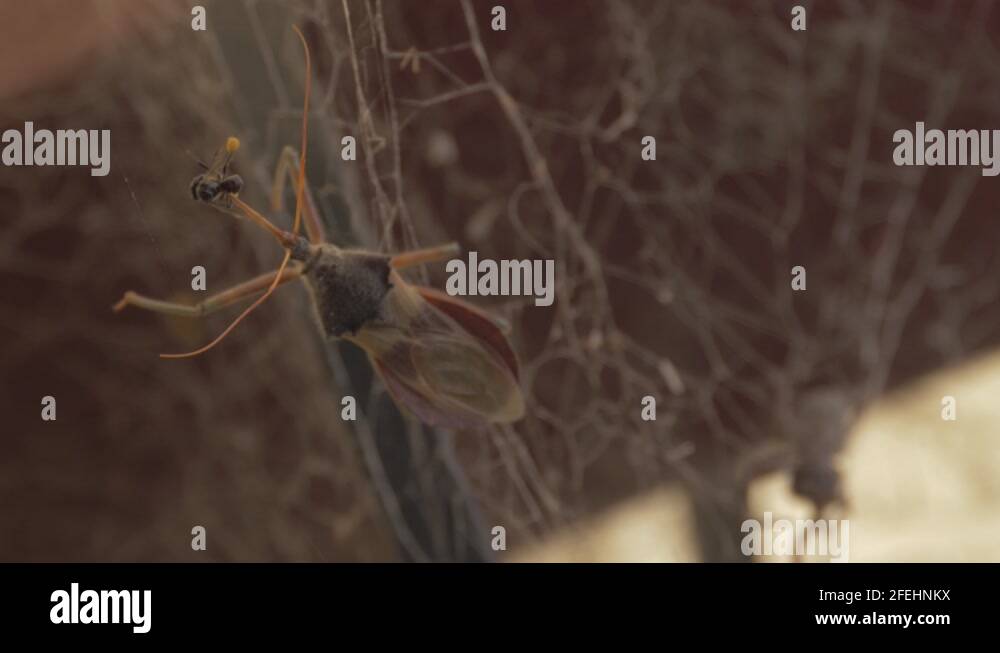 Australian native spider Stock Videos & Footage - HD and 4K Video Clips ...