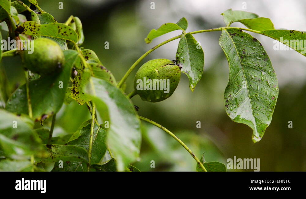 Walnut hanging on the tree Stock Videos & Footage - HD and 4K Video ...