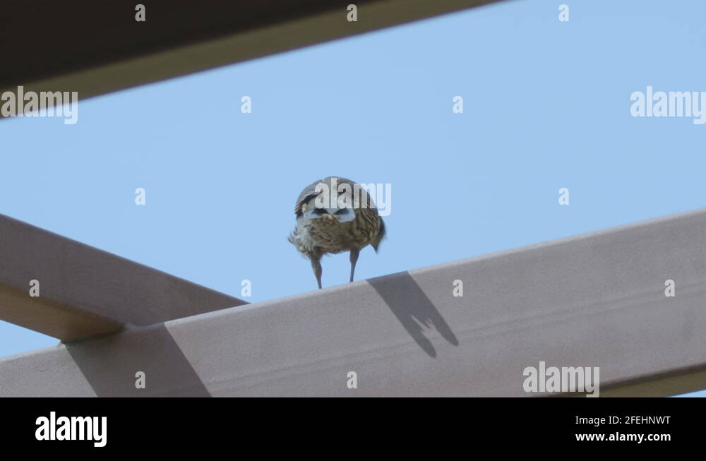 Quail flying Stock Videos & Footage - HD and 4K Video Clips - Alamy