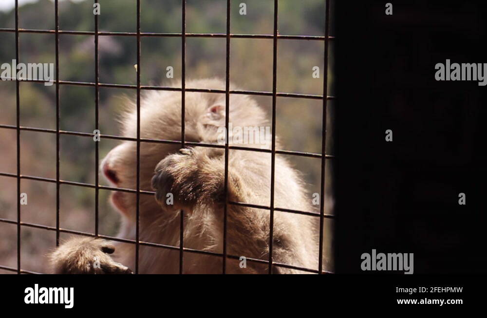 Monkey apples Stock Videos & Footage - HD and 4K Video Clips - Alamy