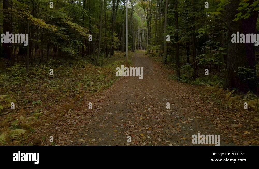 Forest no people Stock Videos & Footage - HD and 4K Video Clips - Alamy