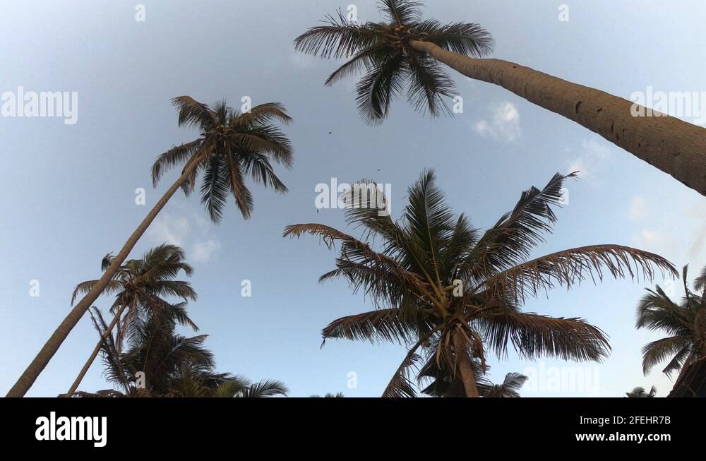Goa coconut tree Stock Videos & Footage - HD and 4K Video Clips - Alamy