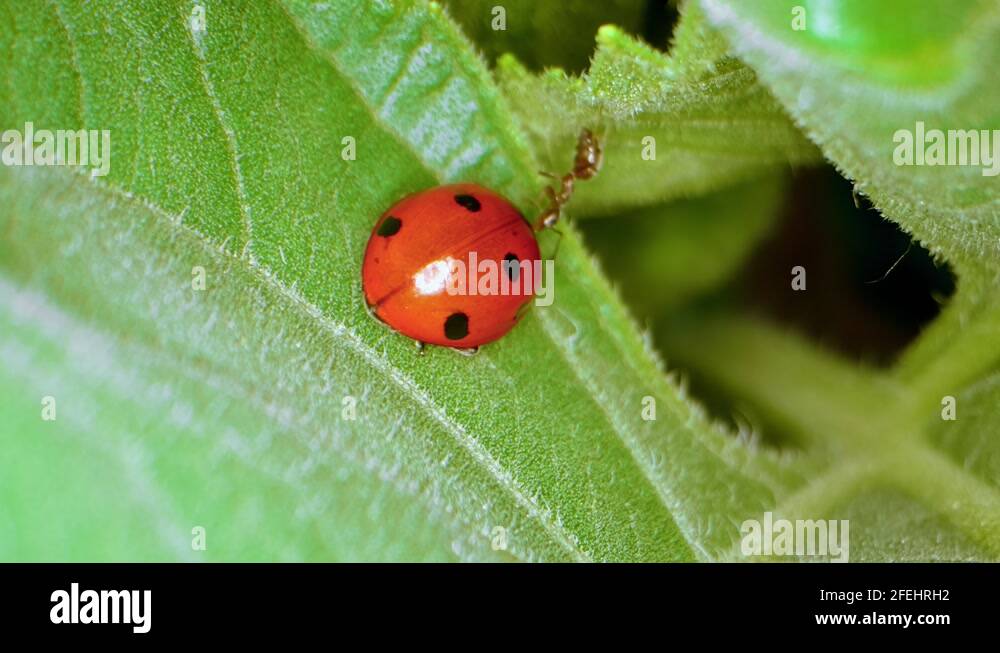 Ant ladybug Stock Videos & Footage - HD and 4K Video Clips - Alamy