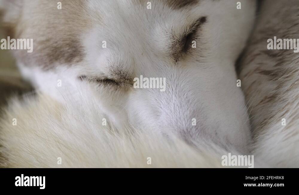 Sleeping siberian husky Stock Videos & Footage - HD and 4K Video Clips ...