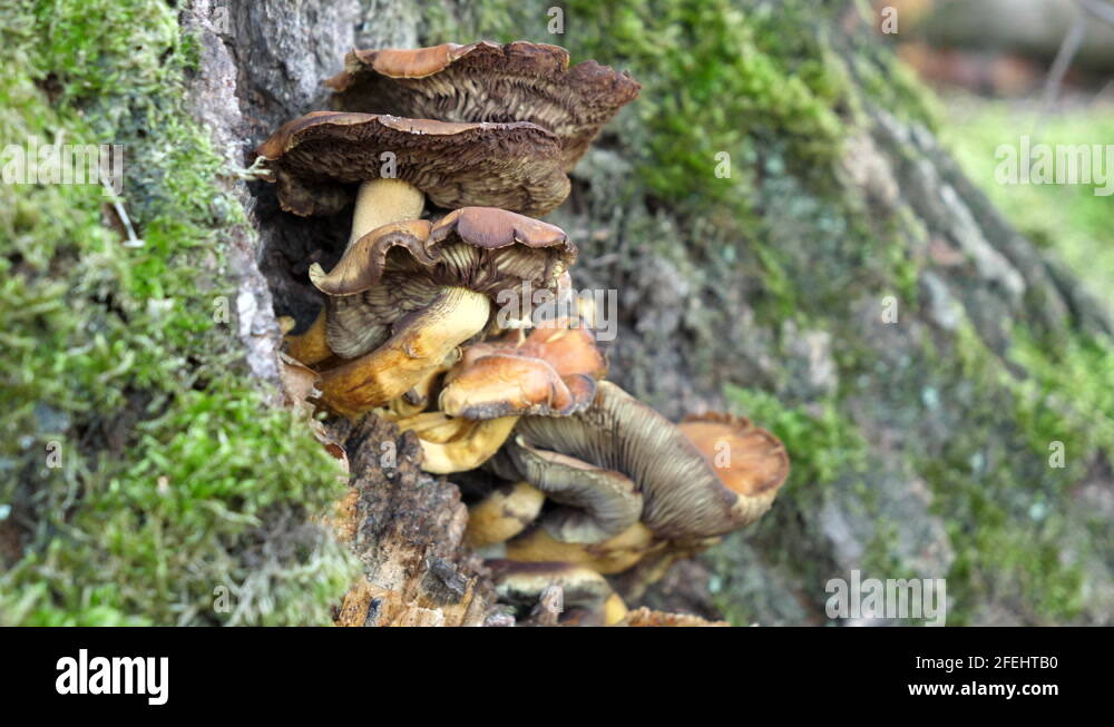 Fungus growing tree Stock Videos & Footage - HD and 4K Video Clips - Alamy