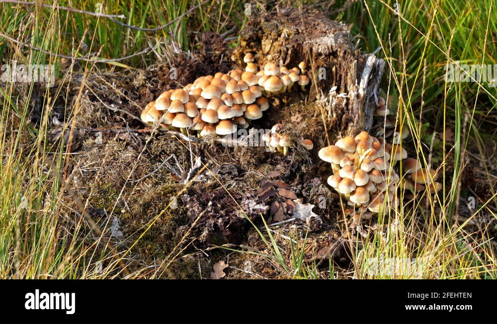 Ground growing fungi Stock Videos & Footage - HD and 4K Video Clips - Alamy