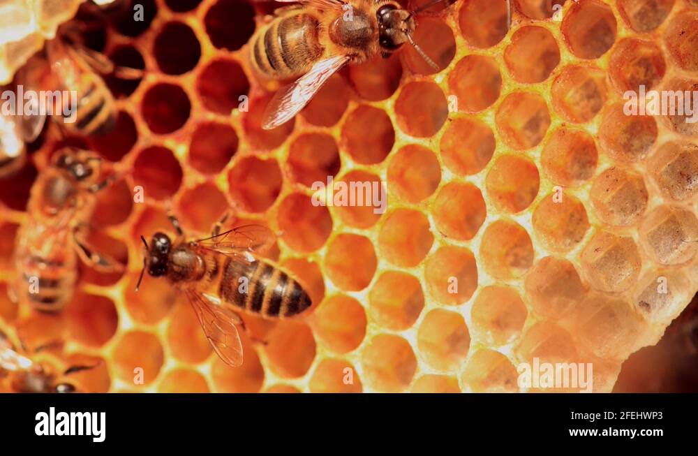 Micro world of docile wild Apis Mellifera Carnica or European Honey ...